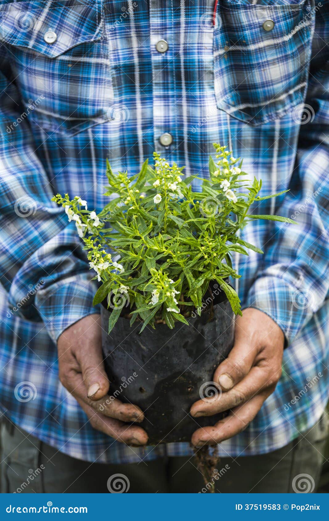 Tree on man hands stock image. Image of grow, elderly - 37519583