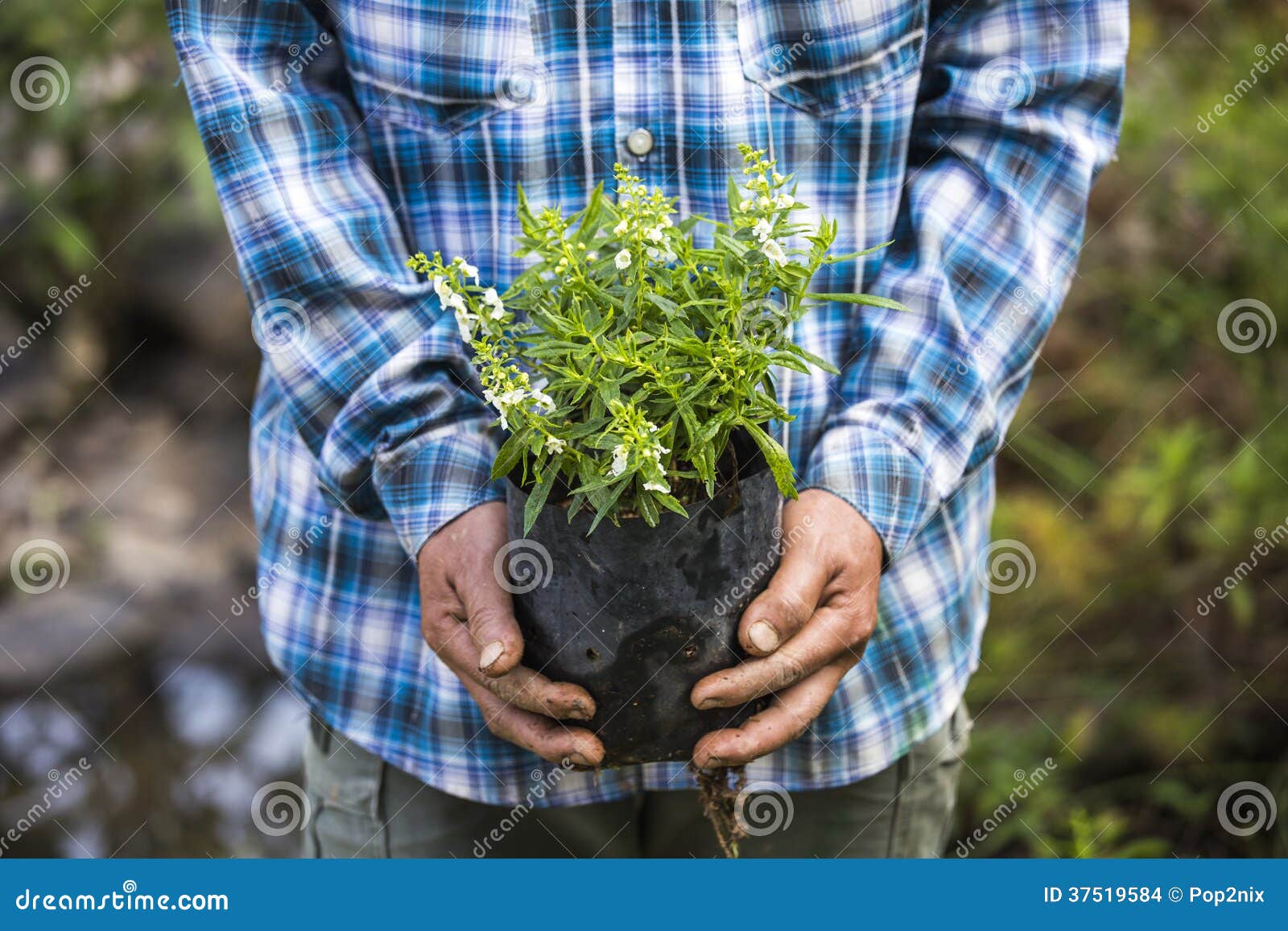 Tree on man hands stock photo. Image of growing, green - 37519584