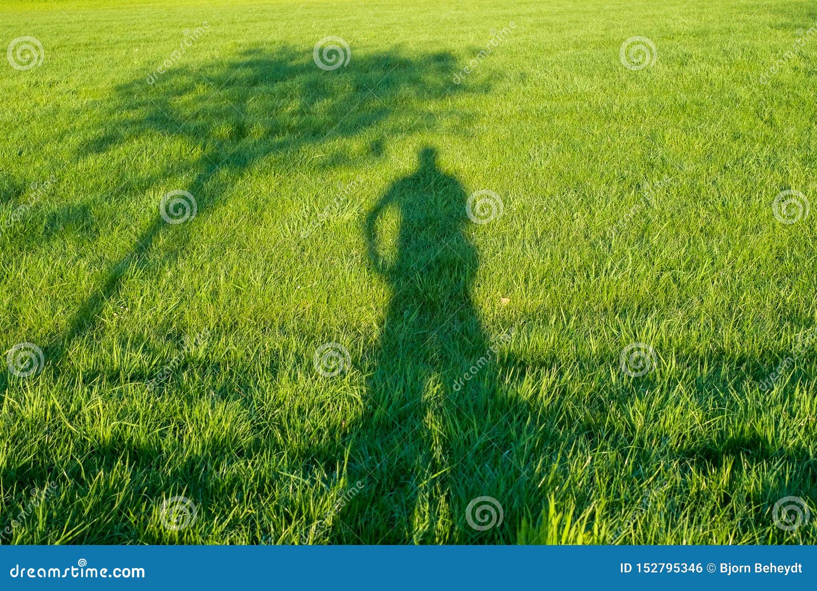Tree and a Man Standing Shadow on Grass Stock Photo - Image of garden ...