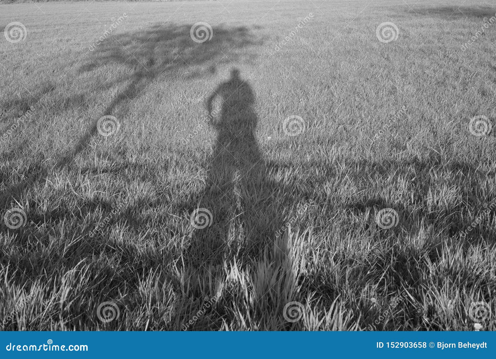 Tree and a Man Standing Shadow on Grass Stock Photo - Image of ...