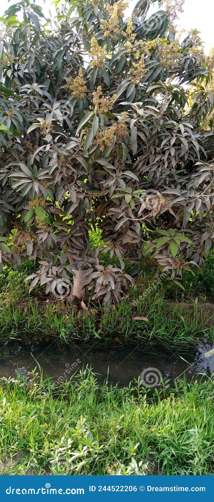 The Tree of Mango on the Edge of Small Canel Stock Photo - Image of ...