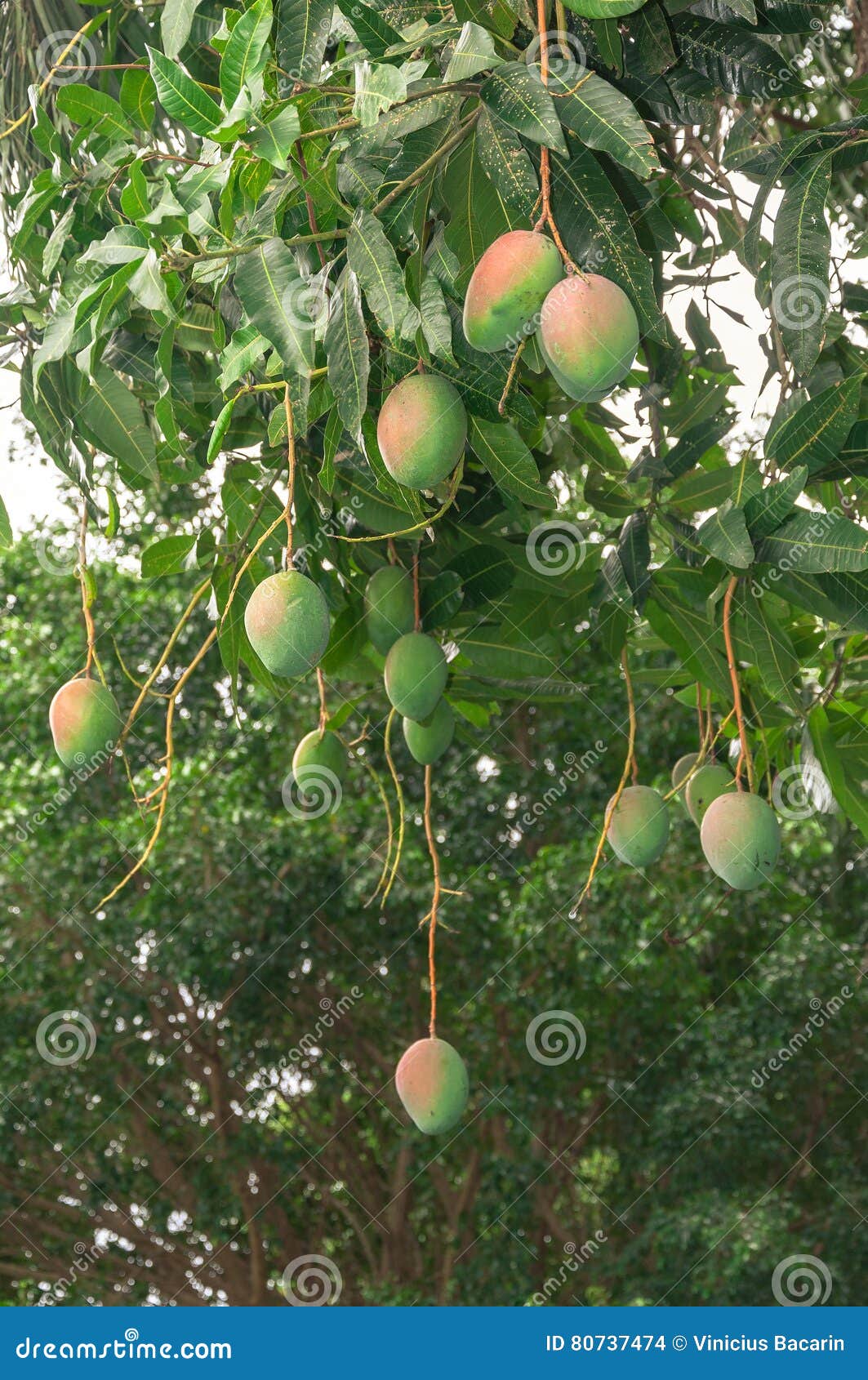 Tree with Mango Fruits Hanging from Branches Stock Photo - Image of ...
