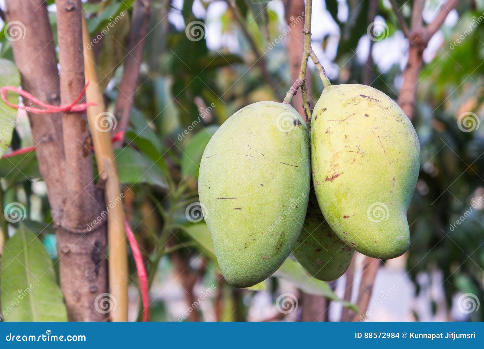 The tree mango raw fruit stock photo. Image of summer - 88572984