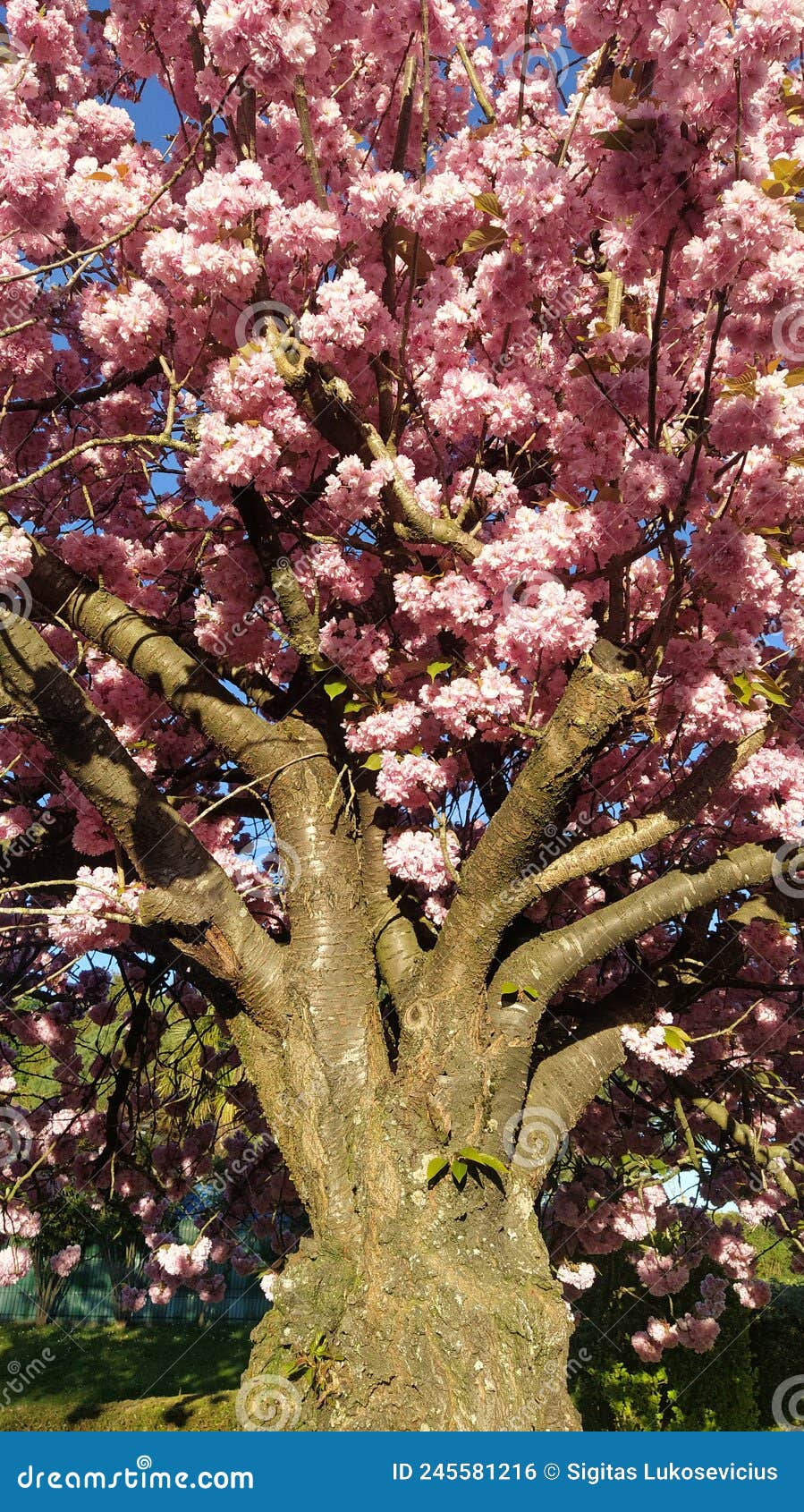 Tree with Many Big Blossoms. Spring Time Stock Photo - Image of autumn ...