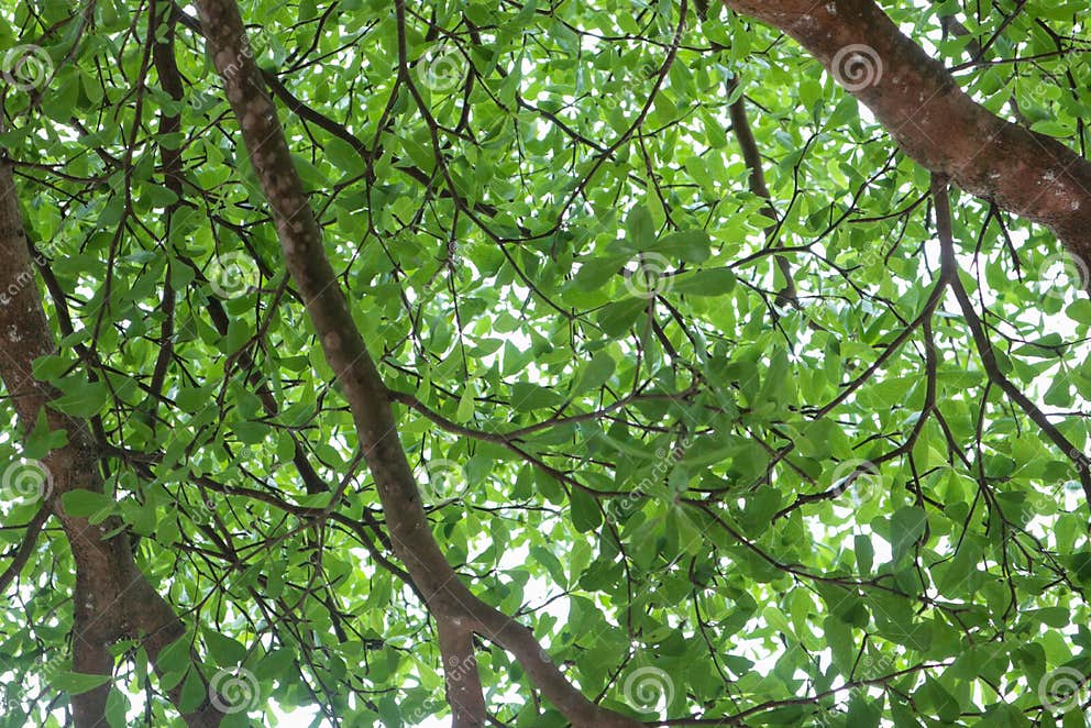 Tree with Many Branches Botanical Stock Image - Image of grove, produce ...
