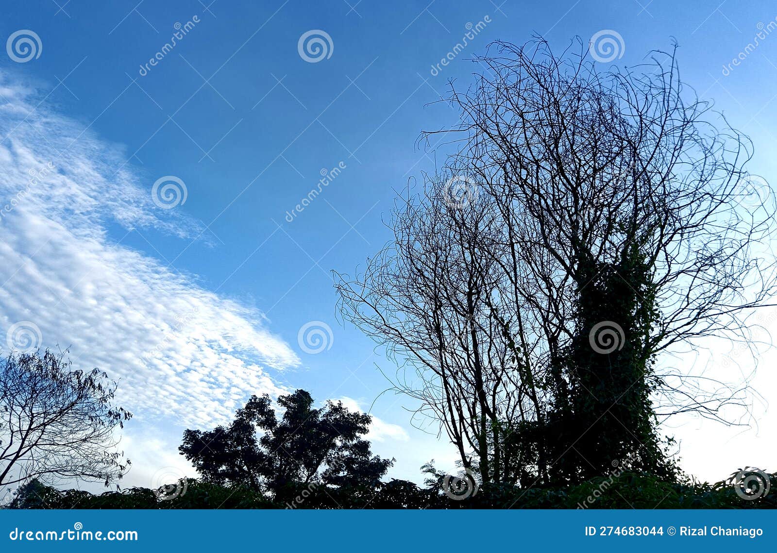 A Tree with Many Branches without Leaves with a Beautiful Blue Sky in ...