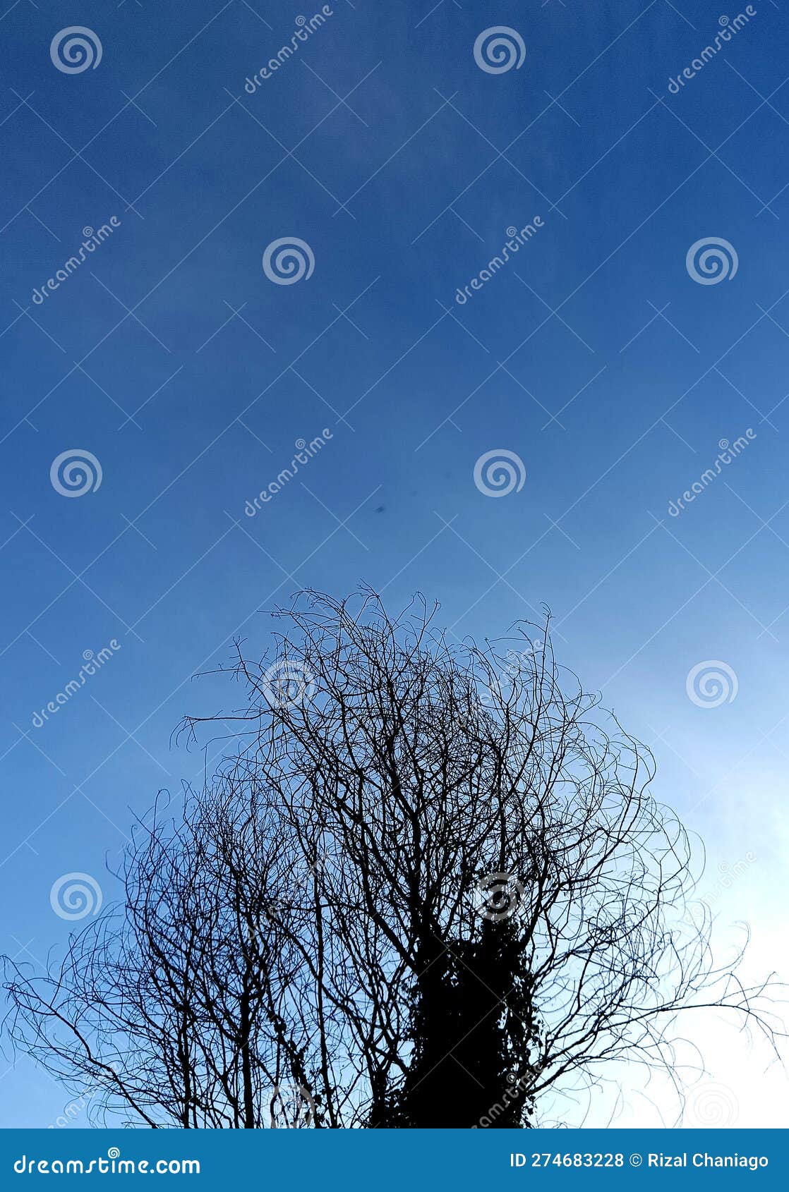 A Tree with Many Branches without Leaves with a Beautiful Blue Sky in ...