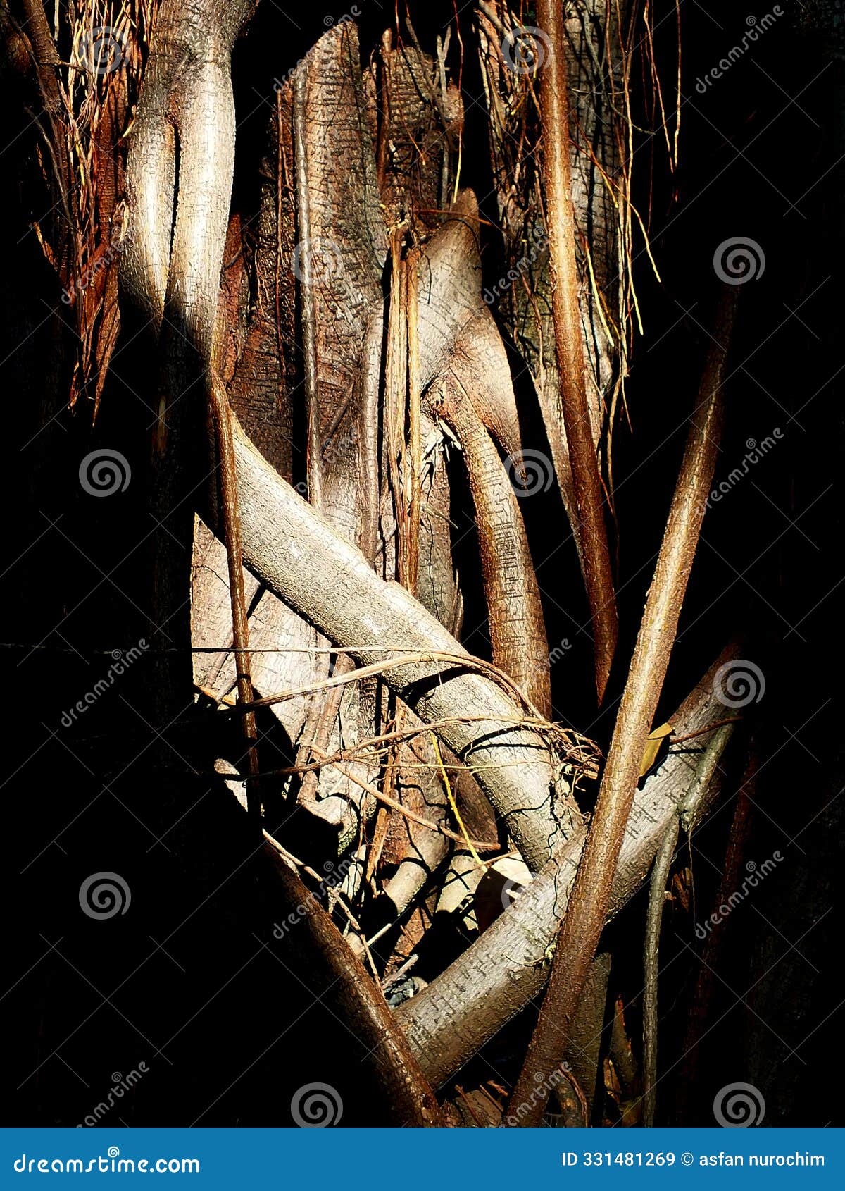 A Tree with Many Branches. the Branches are Twisted and Tangled Stock ...