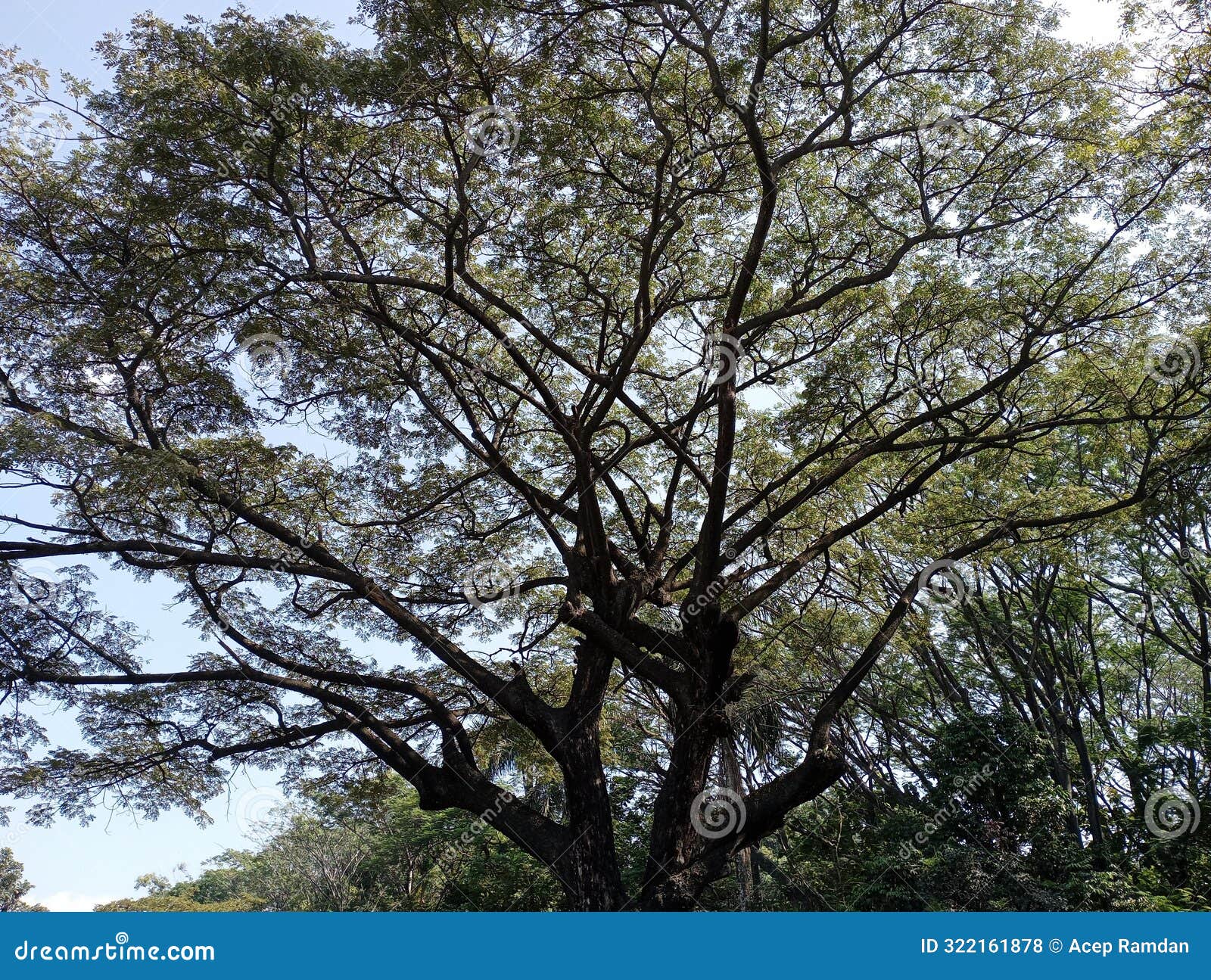 A Tree with Many Branching Branches Stock Photo - Image of deciduous ...