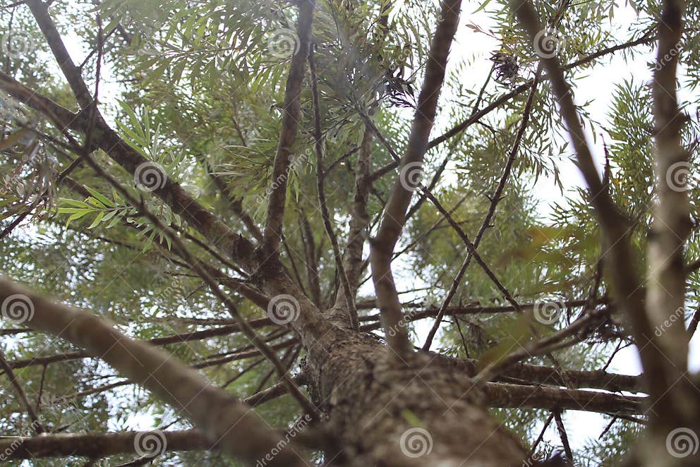 Tree with Many Cross Branches Stock Image - Image of vegetation, cross ...