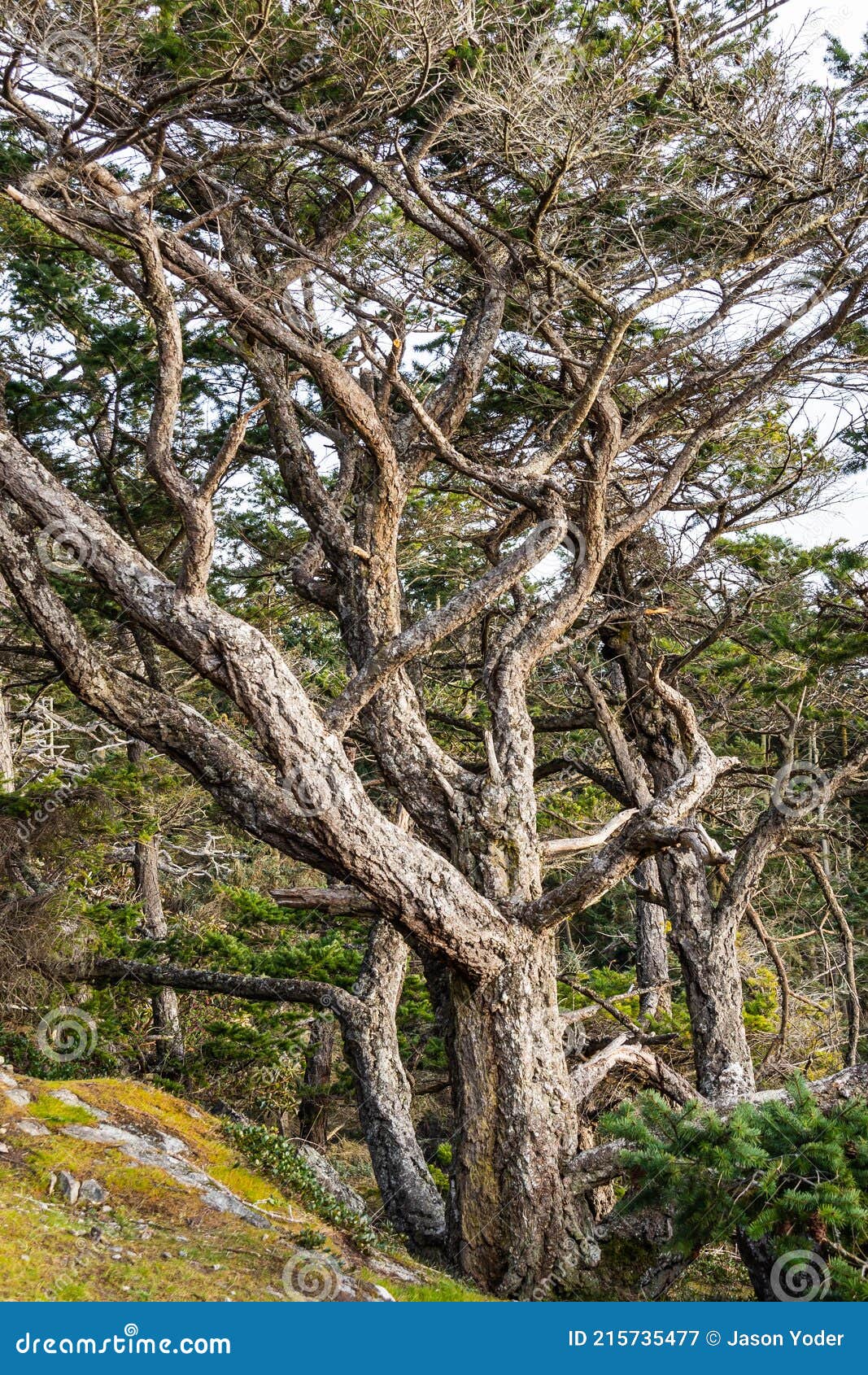 Curvy Bark Wood Texture Of Coniferous Hybrid Tree Of Chinese Juniper ...