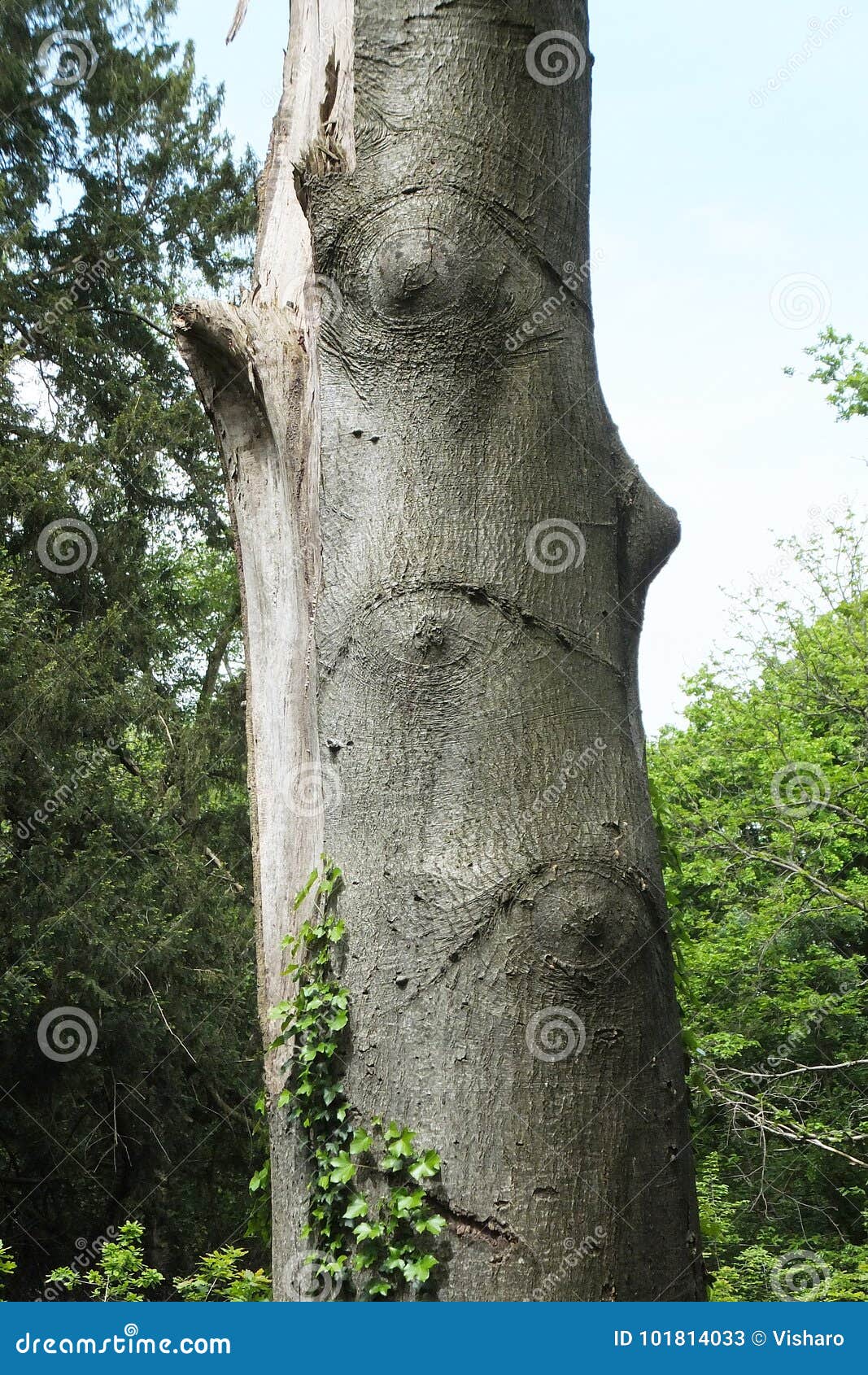 Tree with eyes stock image. Image of woodland, britain - 101814033