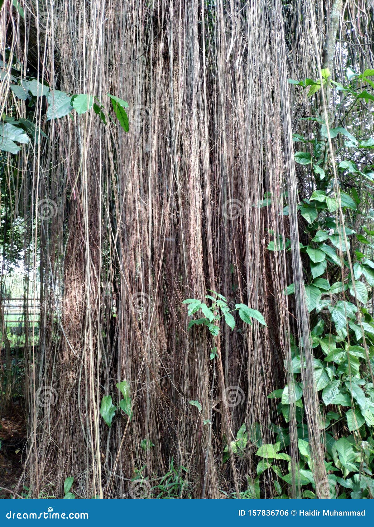 Tree with Many Flying Roots are Growing from the Branches Stock Photo ...