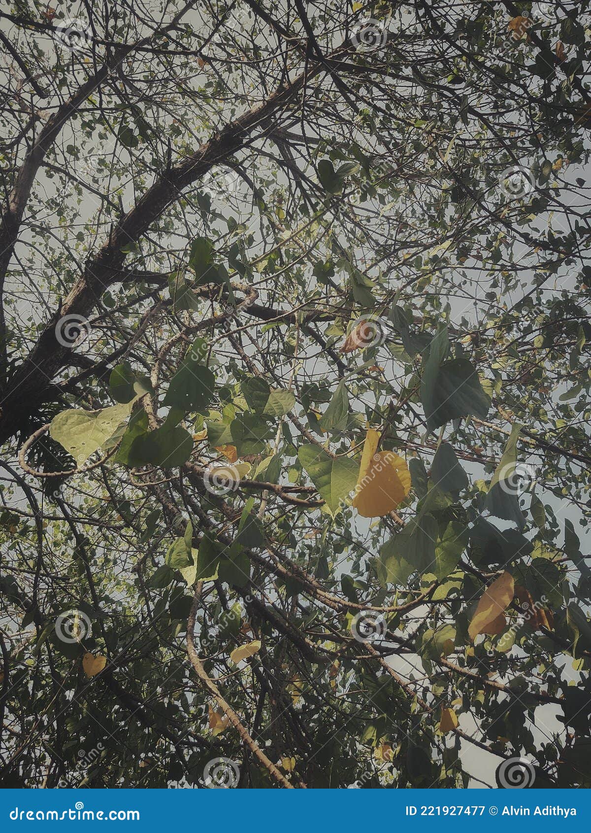 Tree with many leaf on it stock image. Image of yellow - 221927477