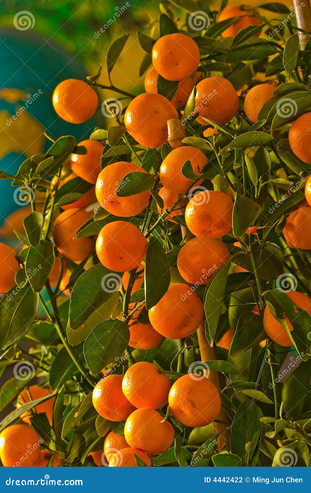 A tree with many oranges stock photo. Image of production - 4442422