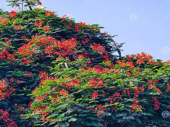 Tree with Many Red Flowers in Spring Stock Photo - Image of landscape ...