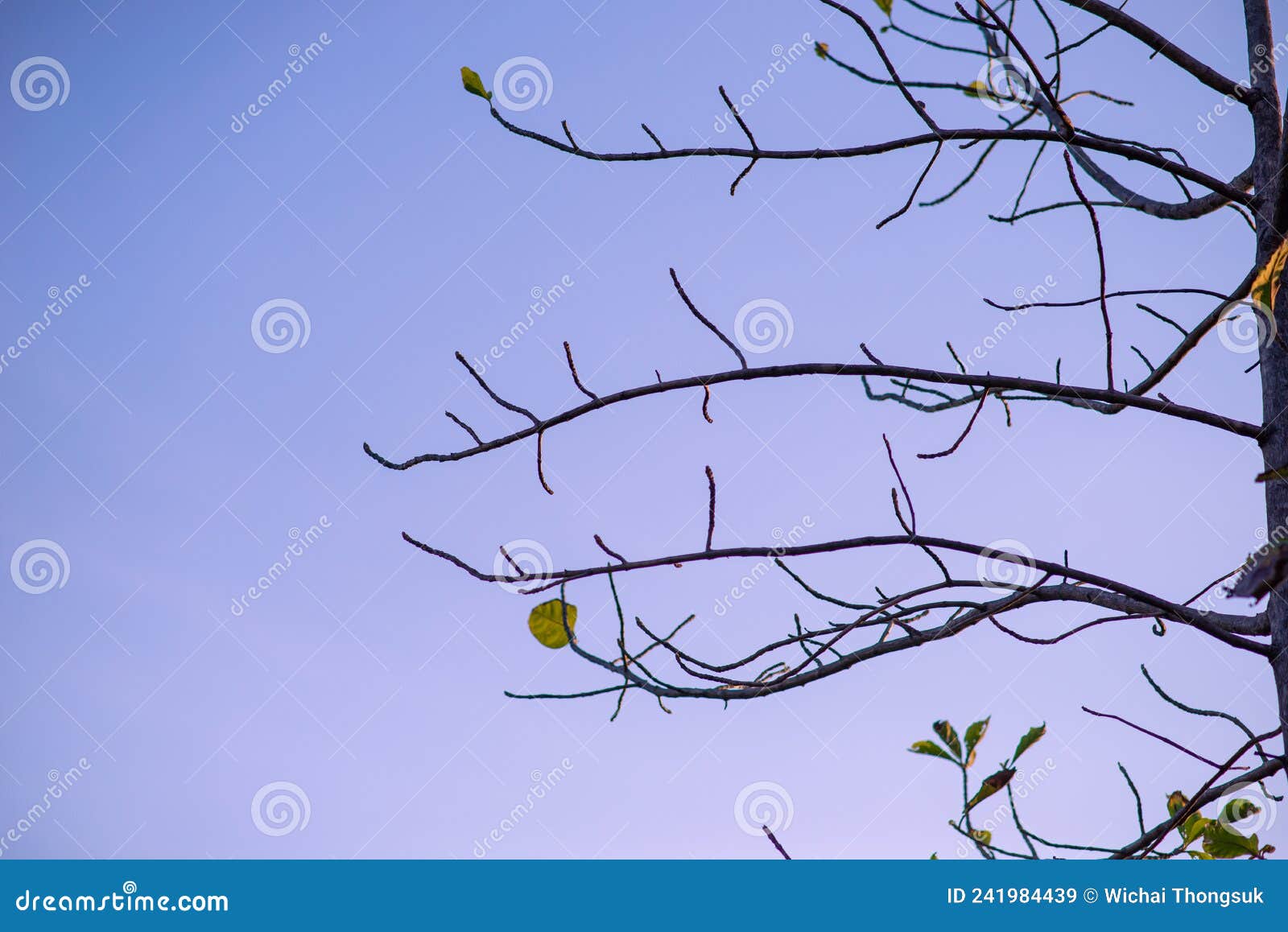 Tree with Many Small Branches, No Leaves Stock Image - Image of black ...