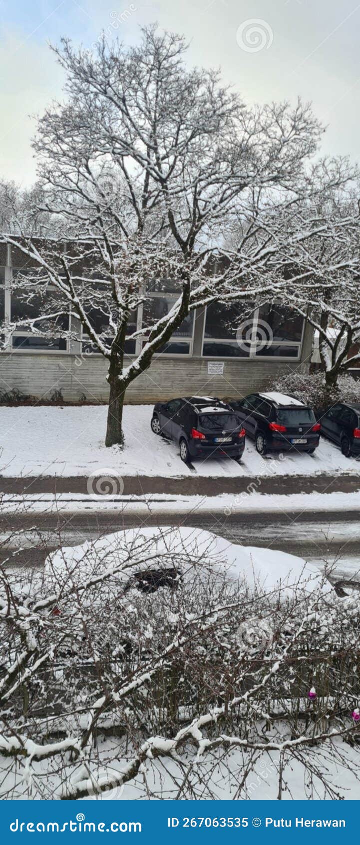 Tree with Many Snow in the Winter Time Stock Image - Image of lane ...