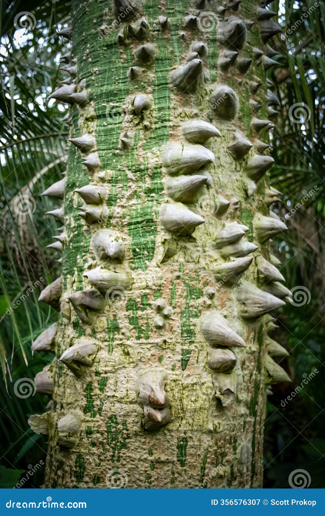 A Tree with Many Spikes on it Stock Image - Image of environment ...