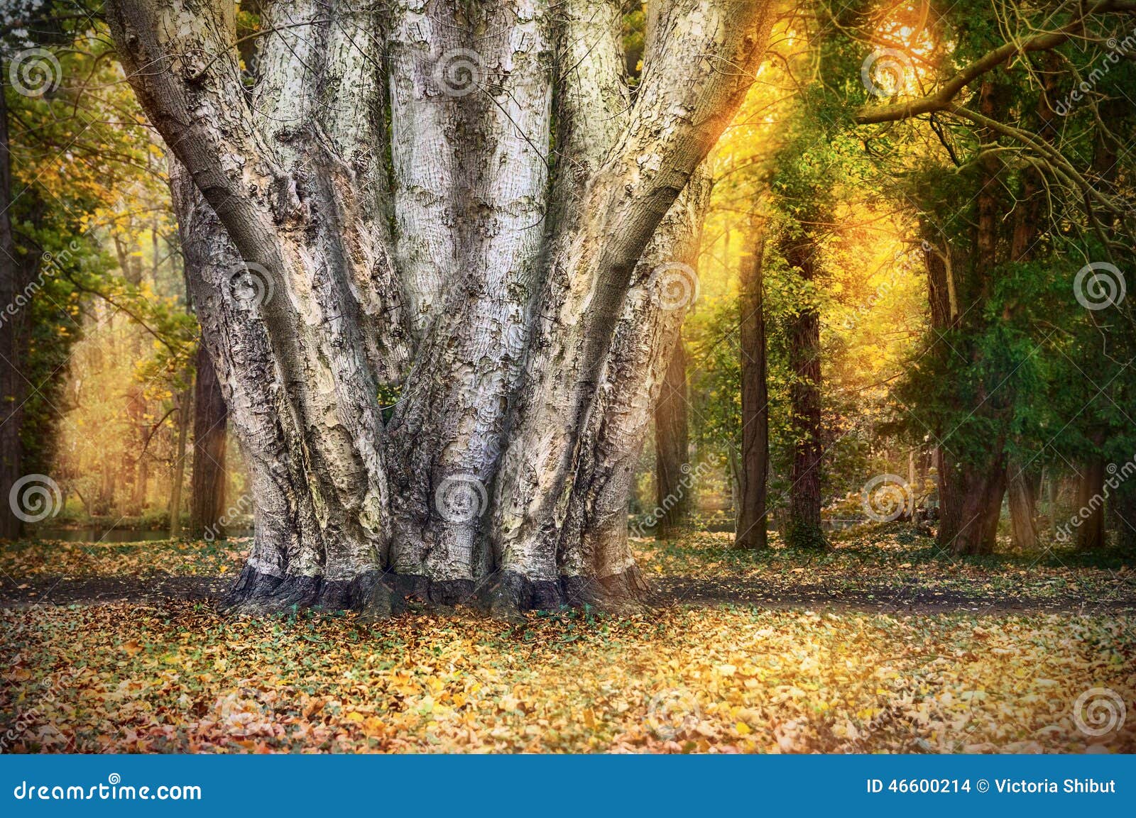 Tree with Many Trunks in Autumn Forest Stock Photo - Image of ferns ...