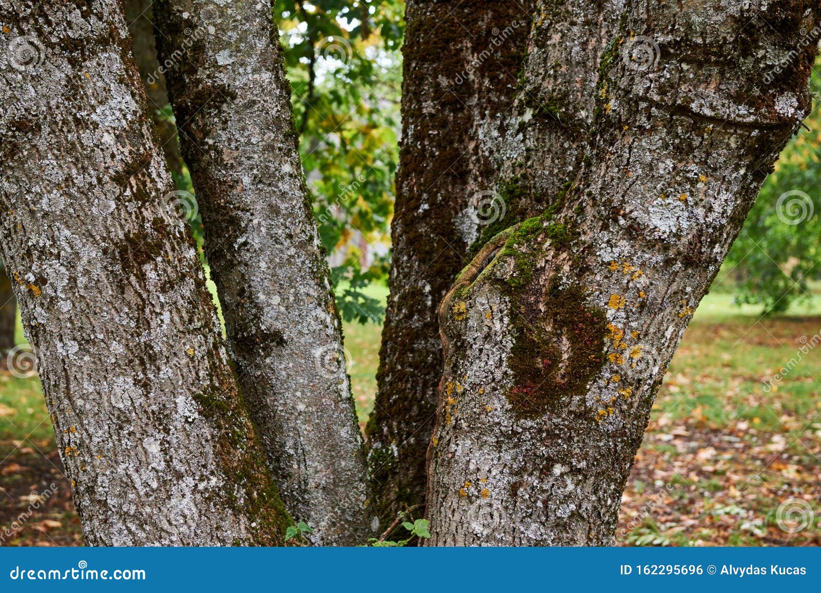 A tree with many trunks stock photo. Image of park, foliage - 162295696