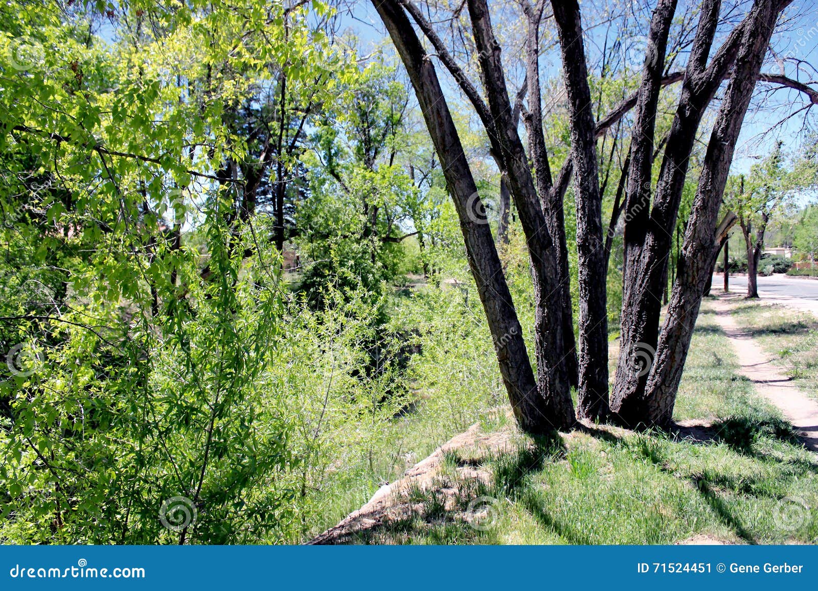 Tree with Many Trunks stock image. Image of nature, ground - 71524451