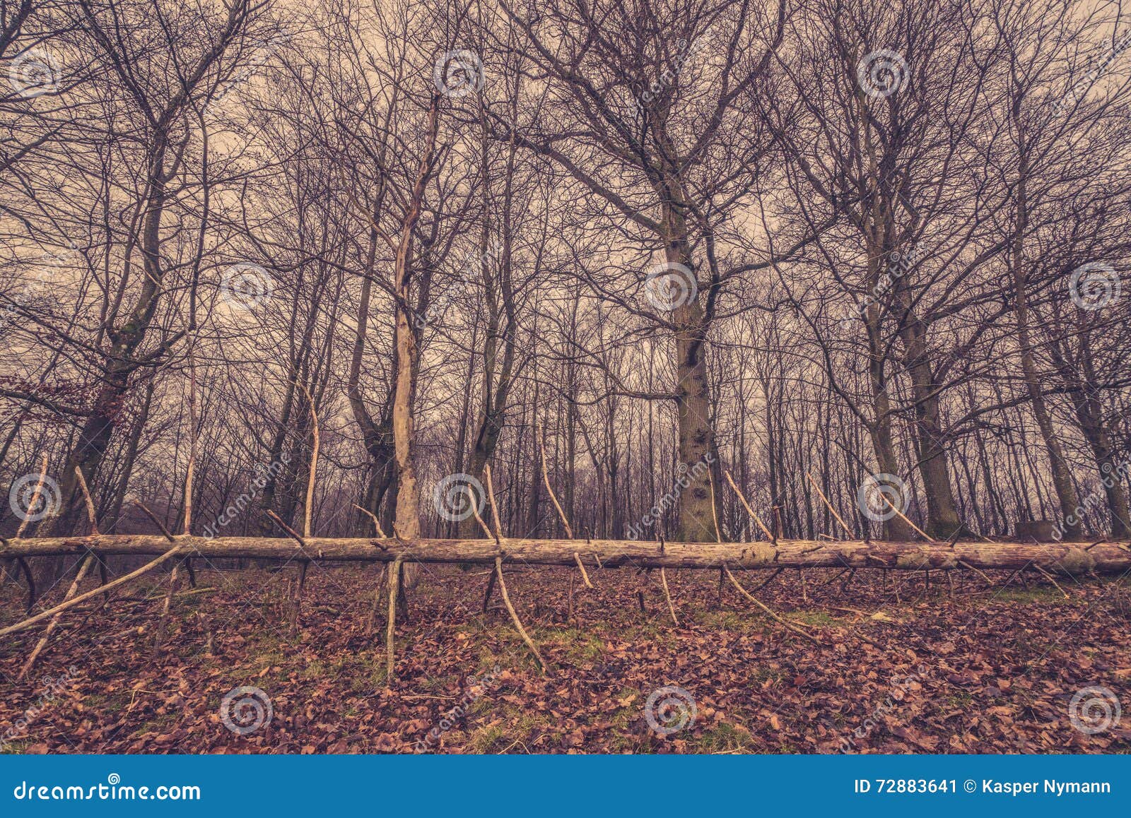 Tree with Many Twigs in a Forest Stock Image - Image of idyllic, forest ...
