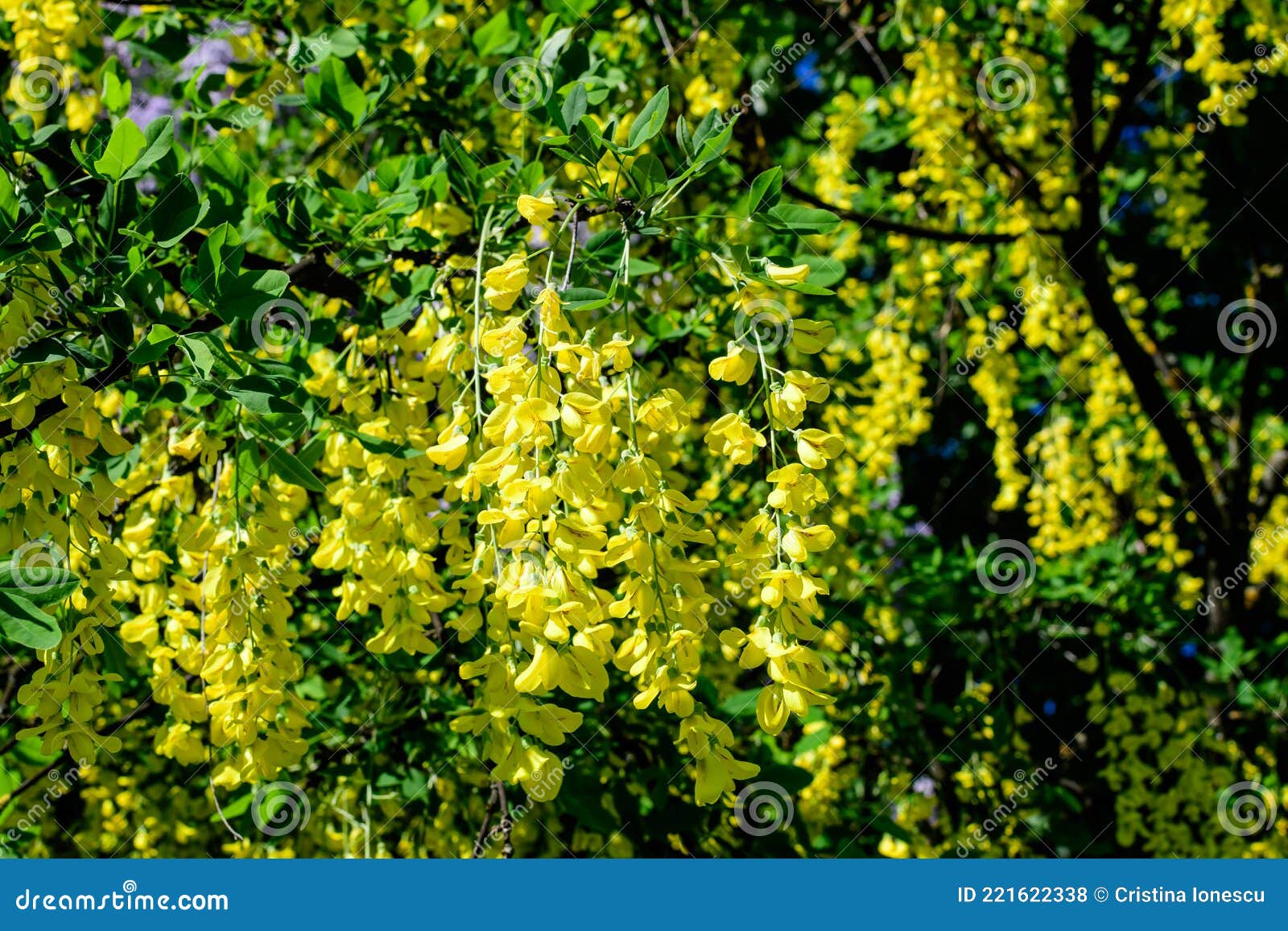 Tree With Many Yellow Flowers And Buds Of Laburnum Anagyroides The