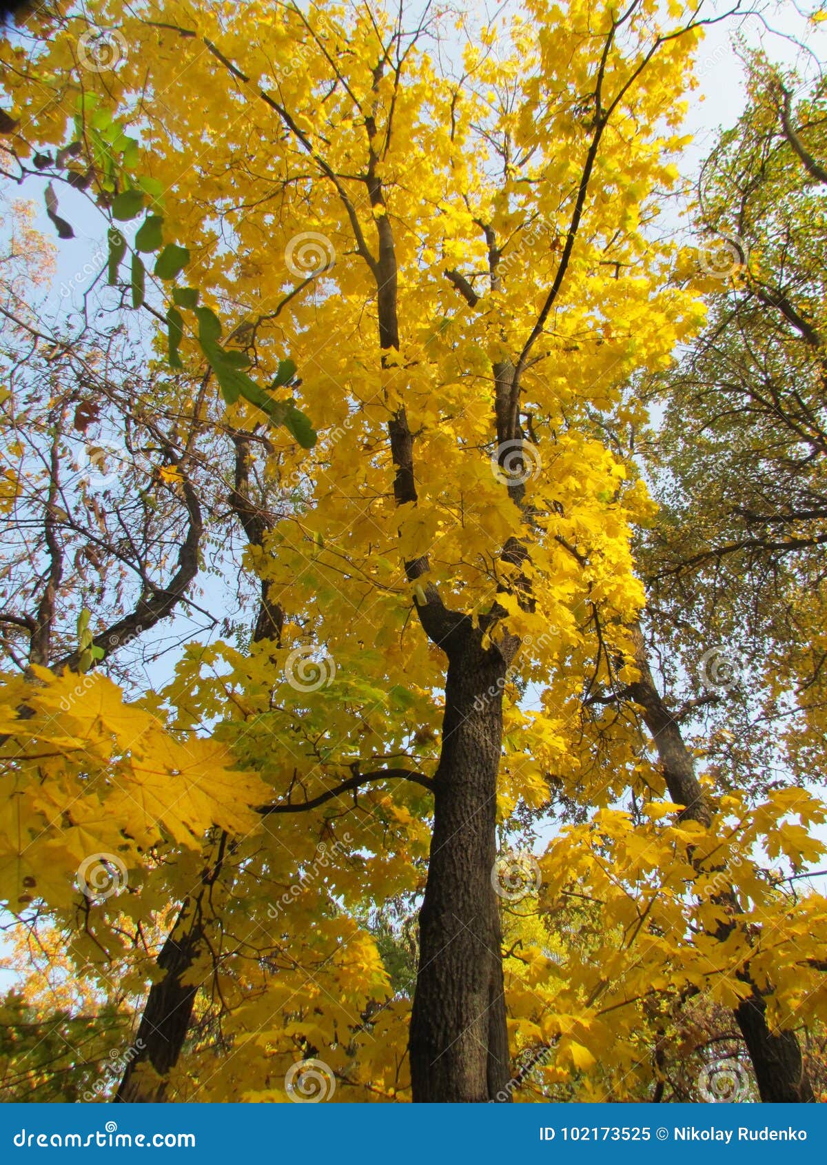A tree of mapple stock image. Image of nature, enviromment - 102173525