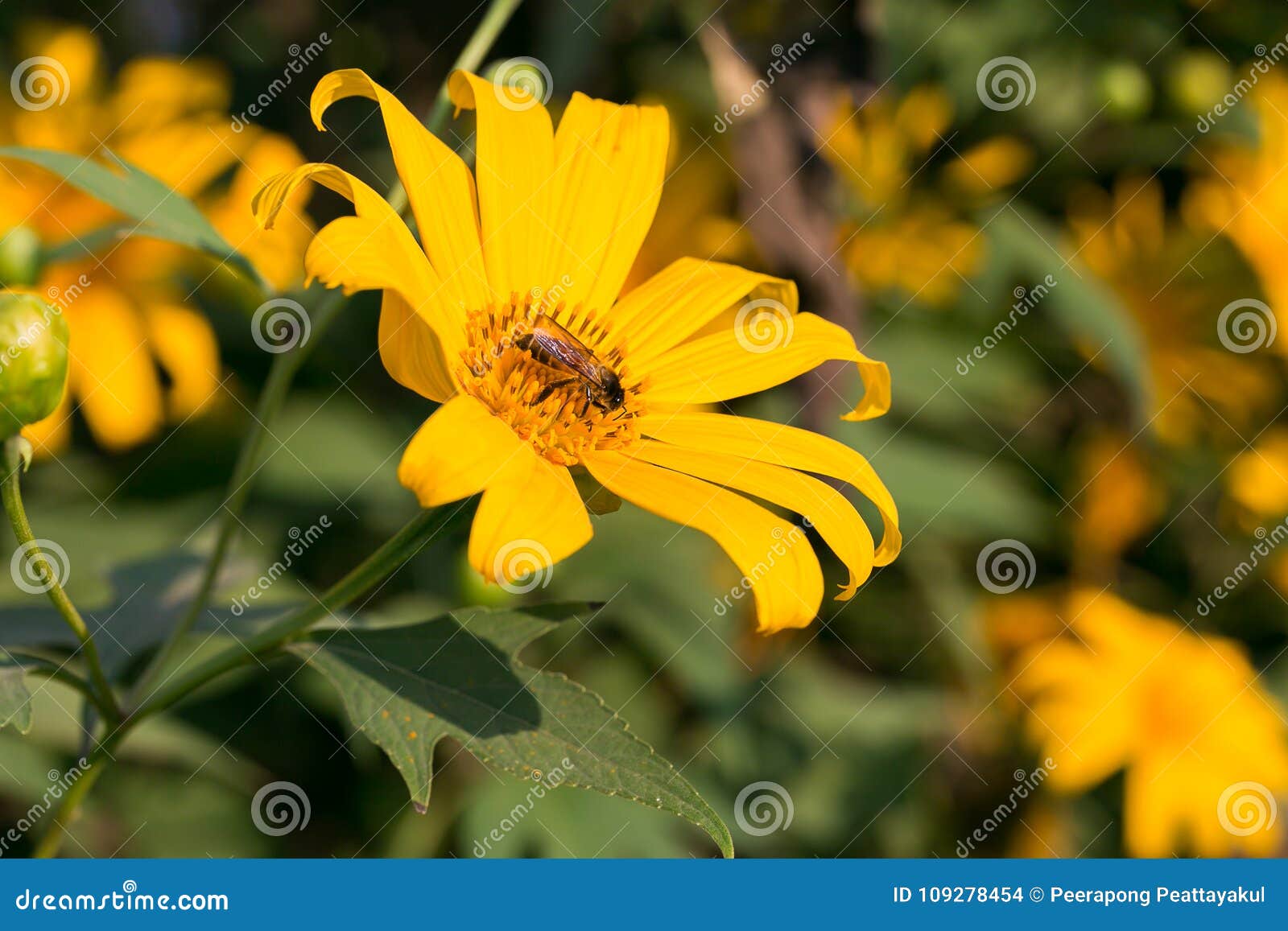 Tree marigold flower stock photo. Image of flower, beauty - 109278454