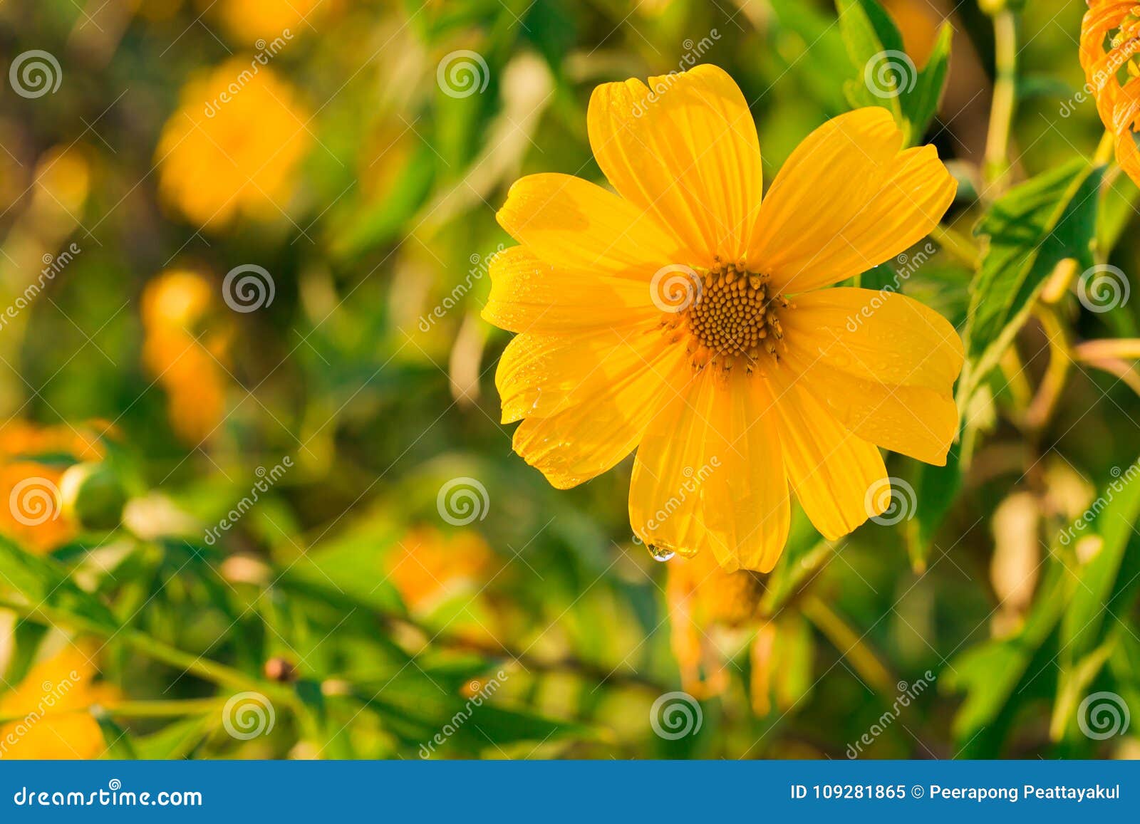 Tree marigold flower. stock image. Image of macro, botany - 109281865