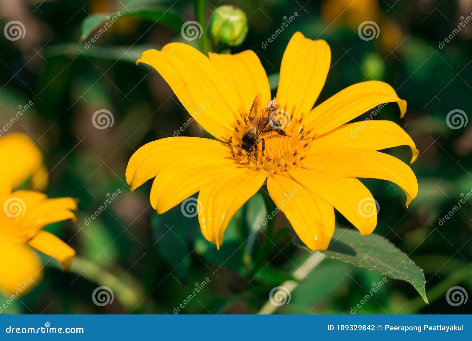 Tree marigold flower. stock photo. Image of dasra, dashmi - 109329842