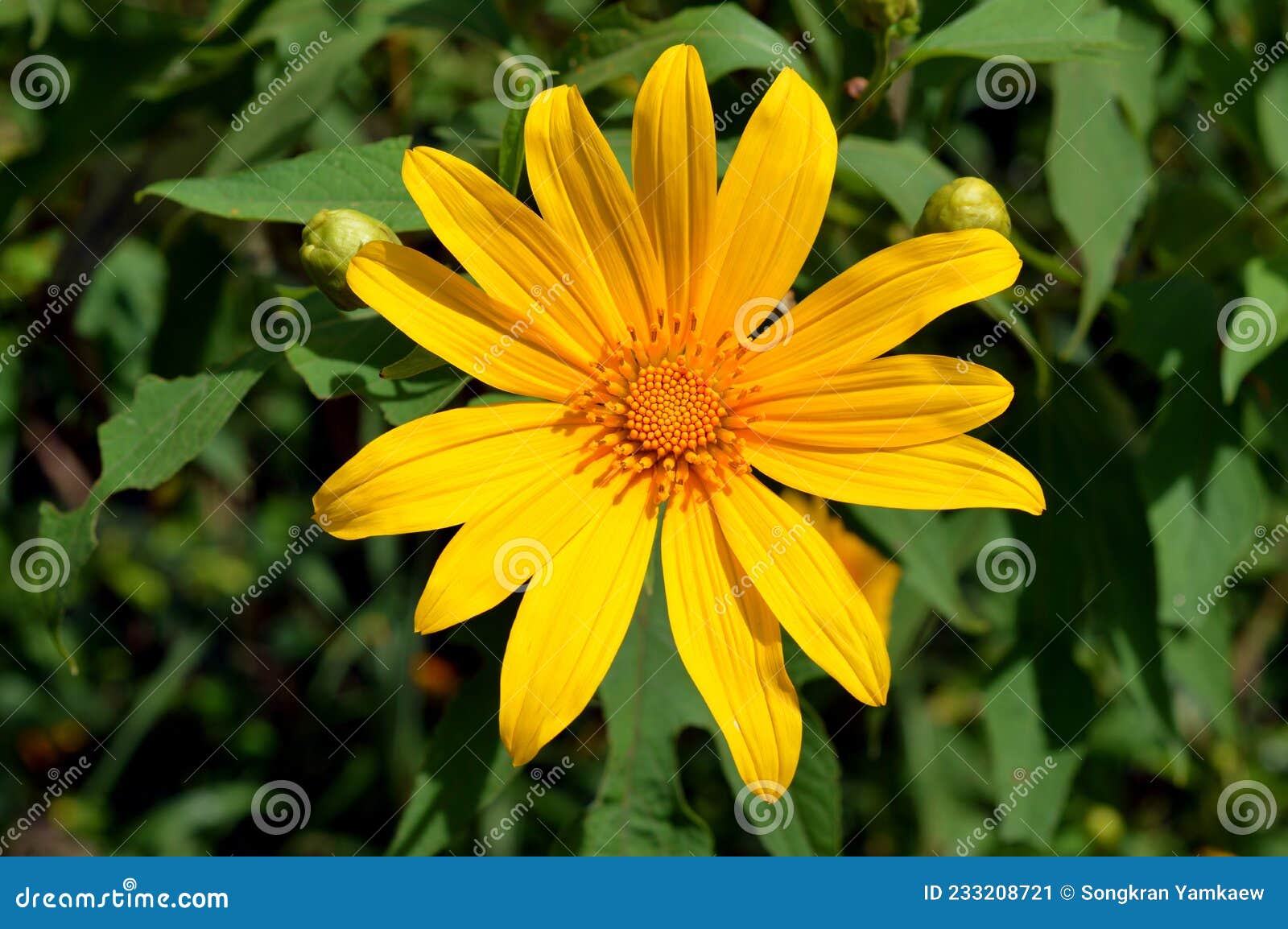 Tree marigold flower stock image. Image of spring, beautiful - 233208721