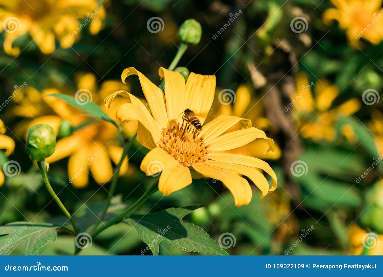 Tree marigold flower. stock image. Image of landscaped - 109022109