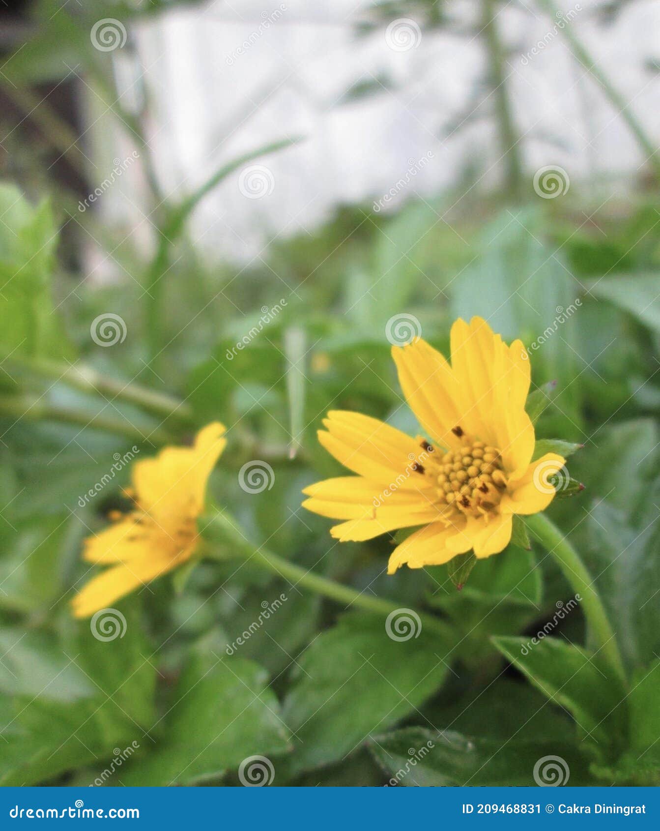 Tree marigold stock image. Image of wild, nature, marigold - 209468831
