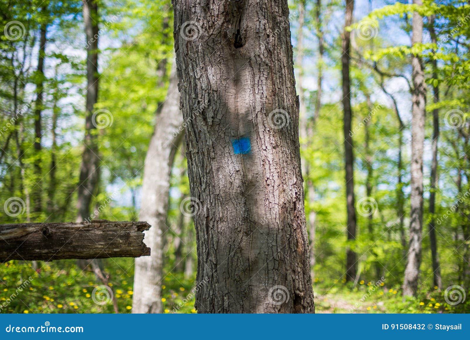 Tree Marked With Sign In The Forest Royalty-Free Stock Photography ...