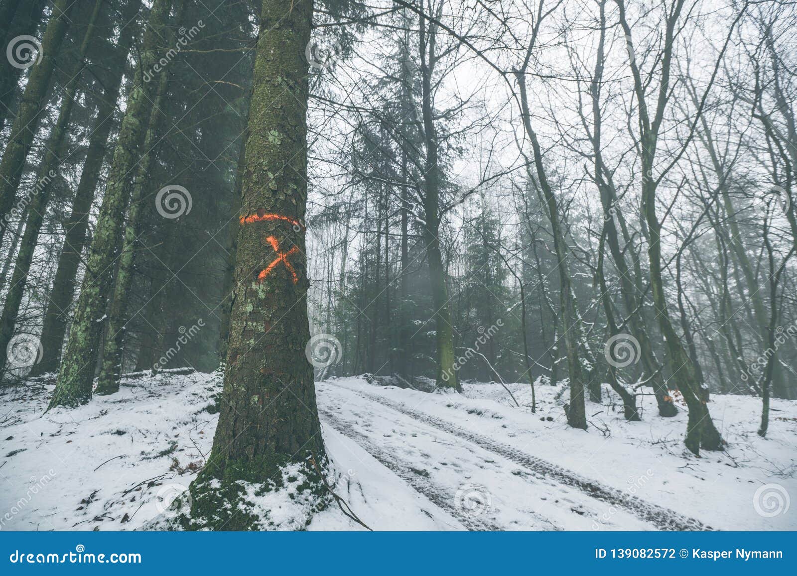 Tree Marked With Sign In The Forest Royalty-Free Stock Photography ...