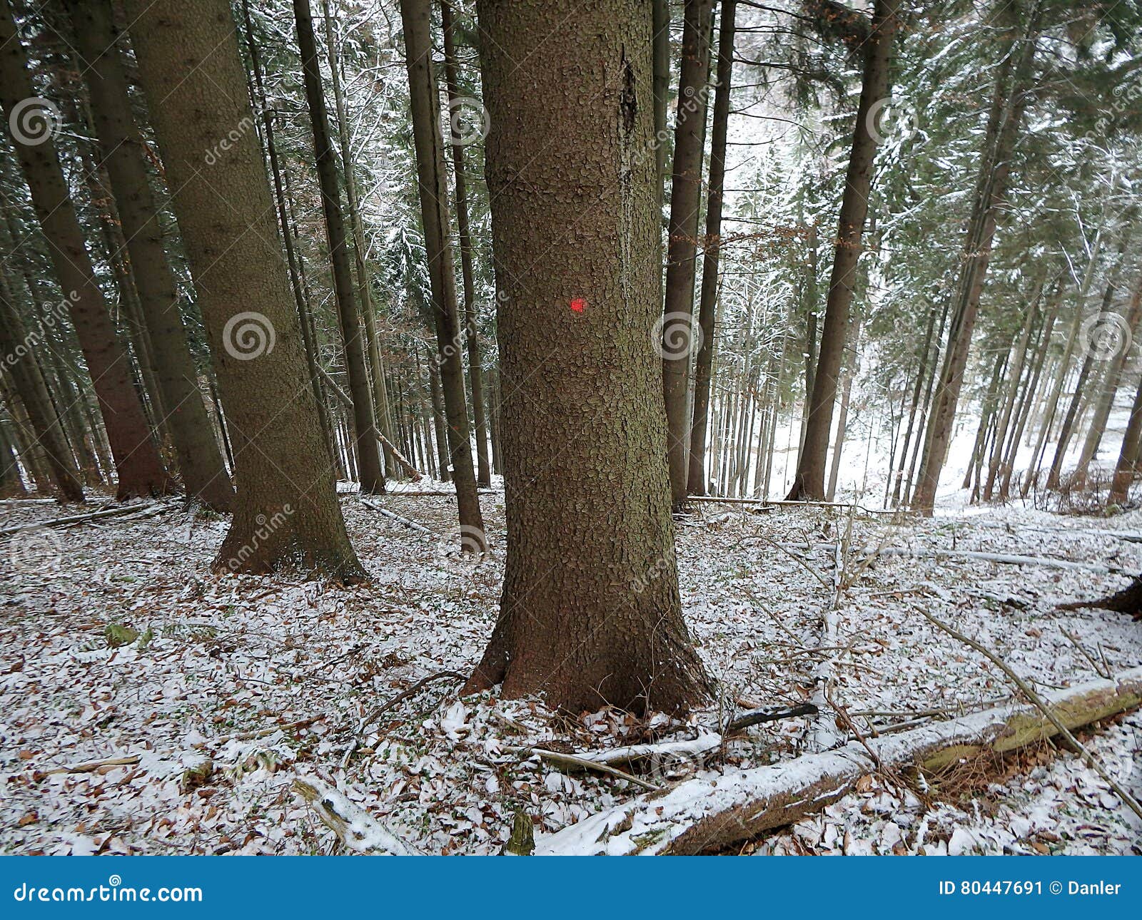 Tree Marked With Sign In The Forest Royalty-Free Stock Photography ...