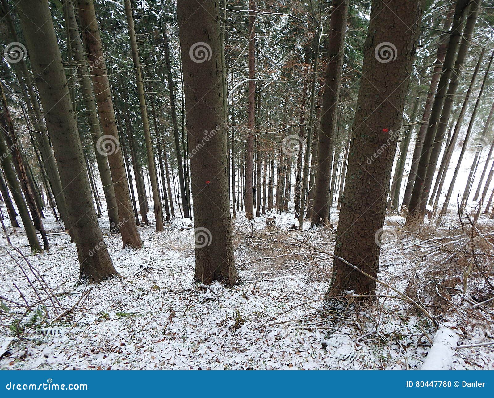 Tree Marked With Sign In The Forest Royalty-Free Stock Photography ...
