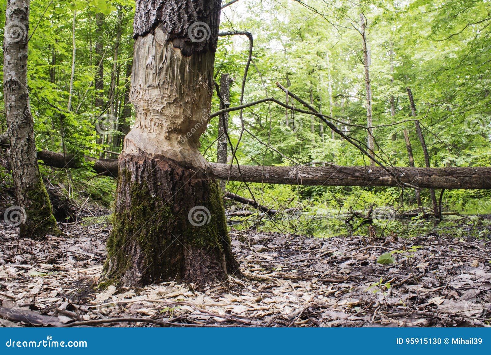 Tree with the Marks of Beaver Teeth Stock Photo - Image of destruction ...