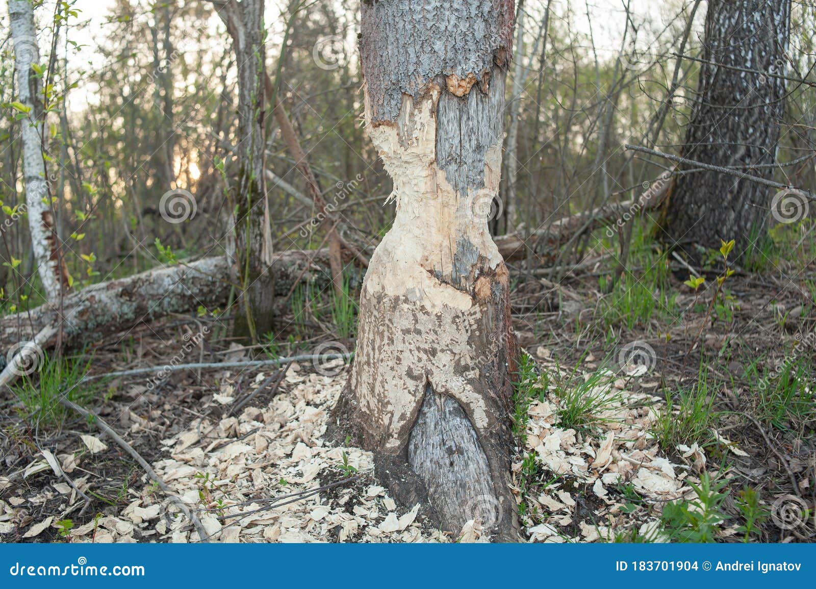 Tree with Marks of Beaver Teeth. Damage To Trees Beavers Stock Photo ...