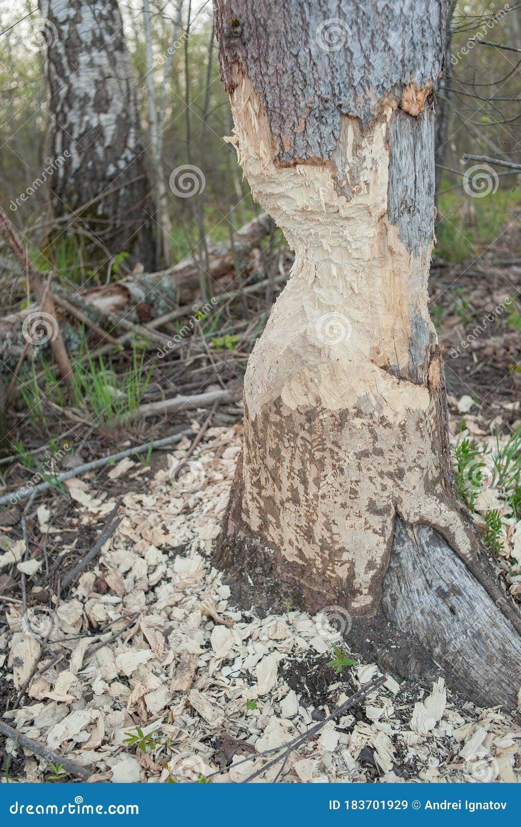 Tree with Marks of Beaver Teeth. Damage To Trees Beavers Stock Image ...
