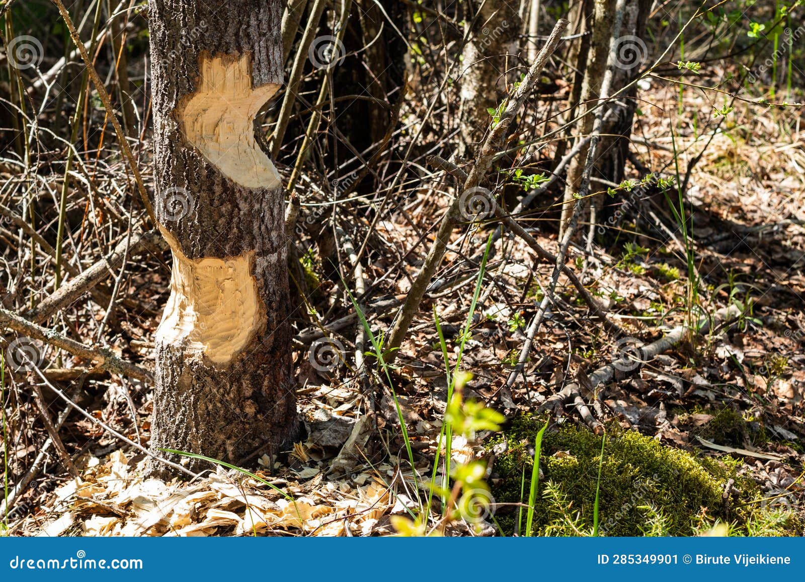 Tree with the Marks of Beaver Teeth Stock Image - Image of woodland ...