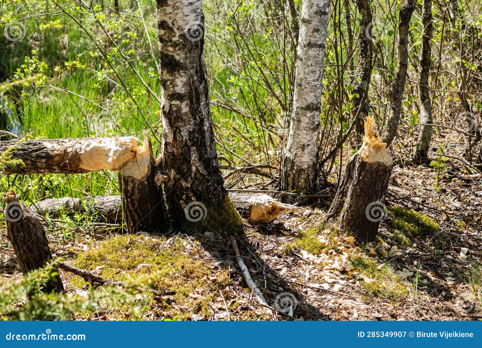 Tree with the Marks of Beaver Teeth Stock Image - Image of lumberjack ...
