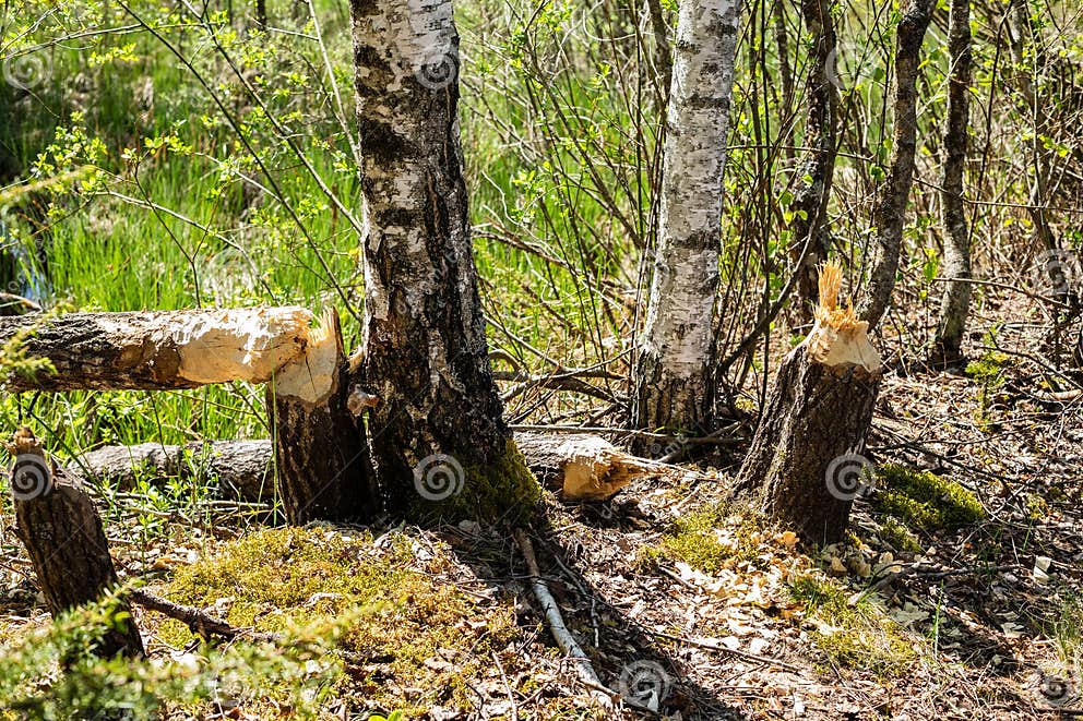 Tree with the Marks of Beaver Teeth Stock Image - Image of lumberjack ...