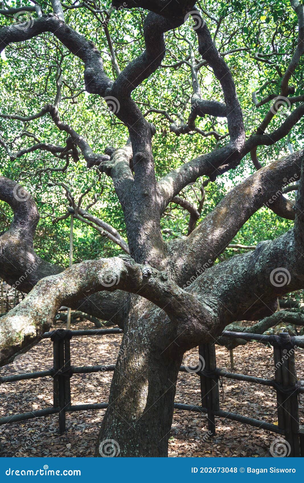 A Tree with Massive Branches and Creates Forrest from a Single Tree ...