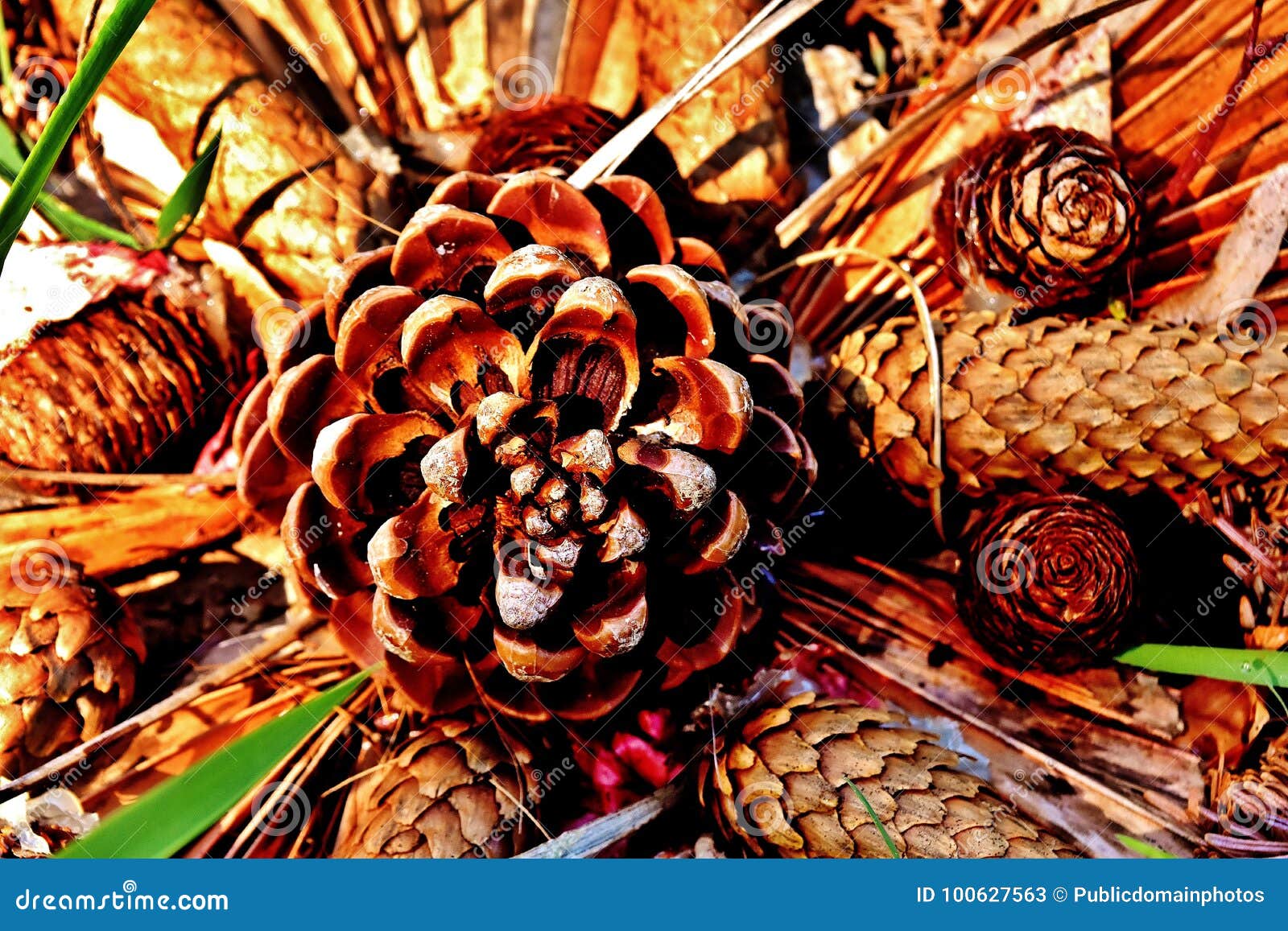 Tree, Material, Pine, Pine Family Picture. Image: 100627563