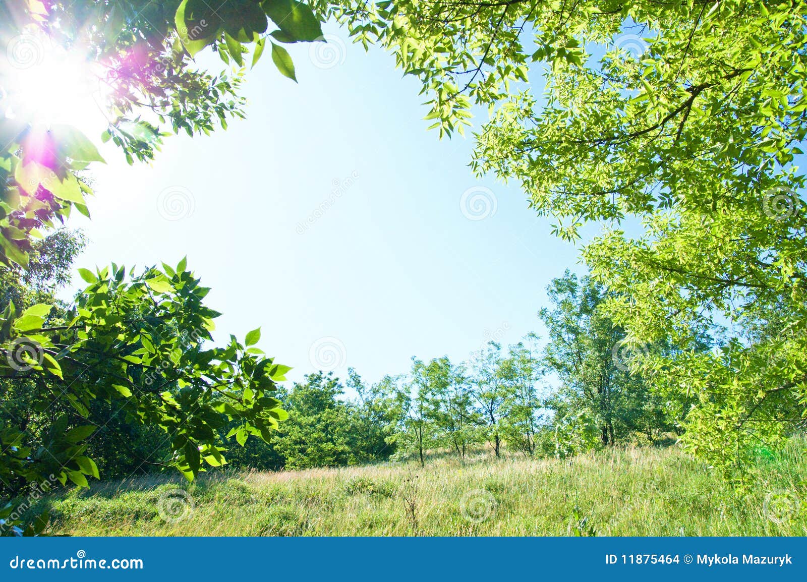 Tree and meadow stock photo. Image of environment, nature - 11875464