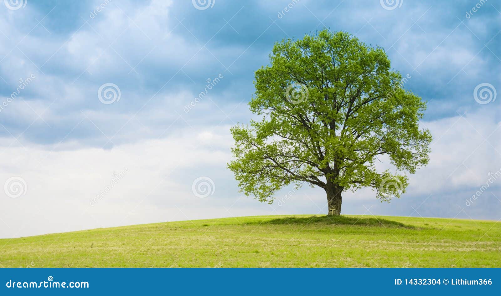 Tree on the meadow stock photo. Image of meadow, blue - 14332304