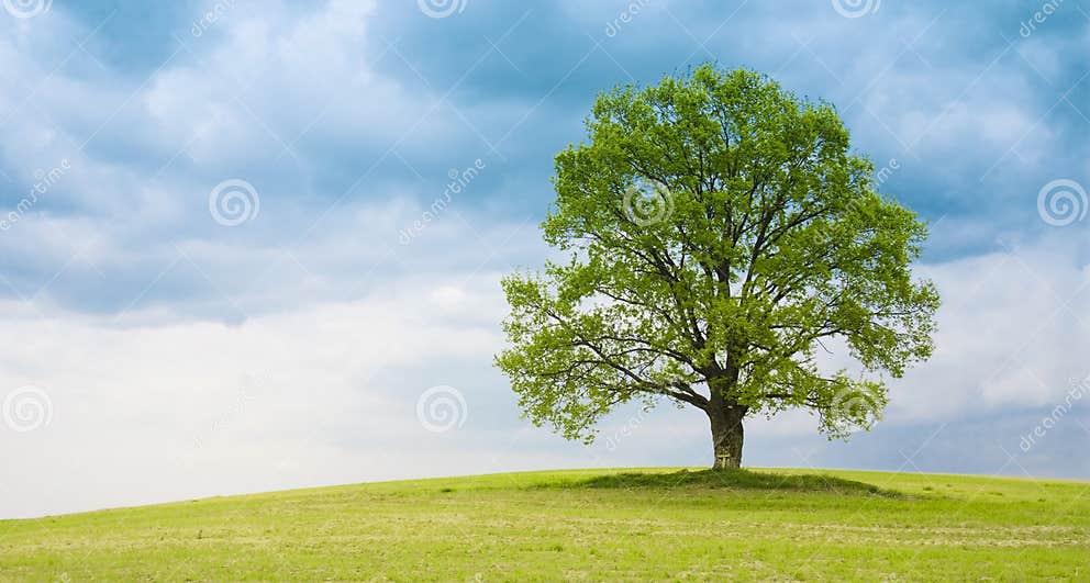 Tree on the meadow stock photo. Image of meadow, blue - 14332304